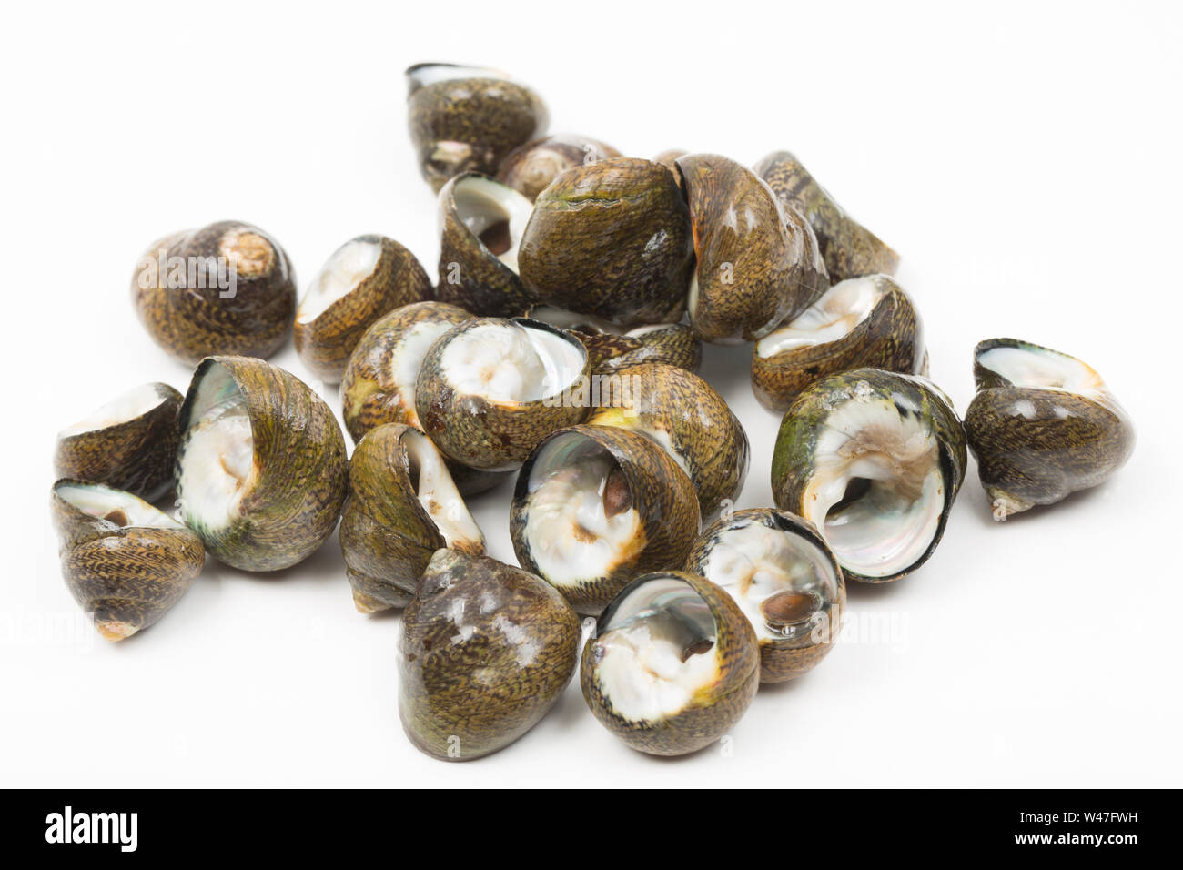 Raw, uncooked Thick Top shells, Phorcus lineatus, that were gathered ...