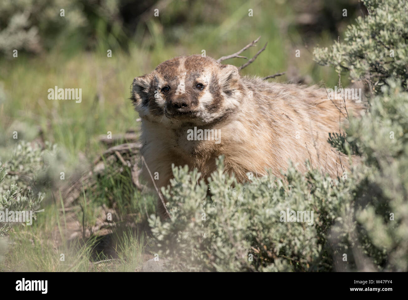 Badger in Yellowstone Stock Photo - Alamy