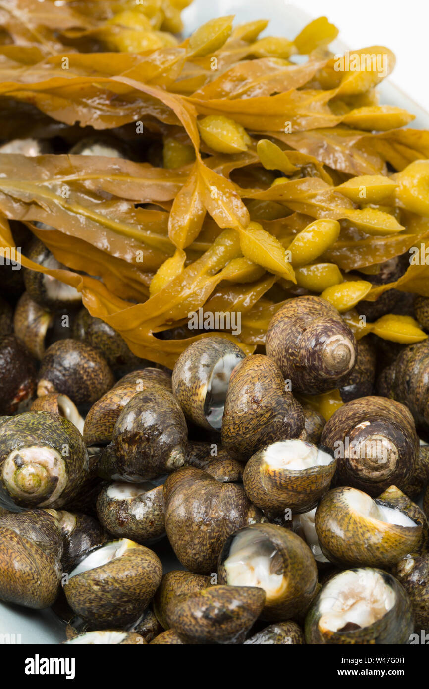 Thick top shell british isles hi-res stock photography and images - Alamy