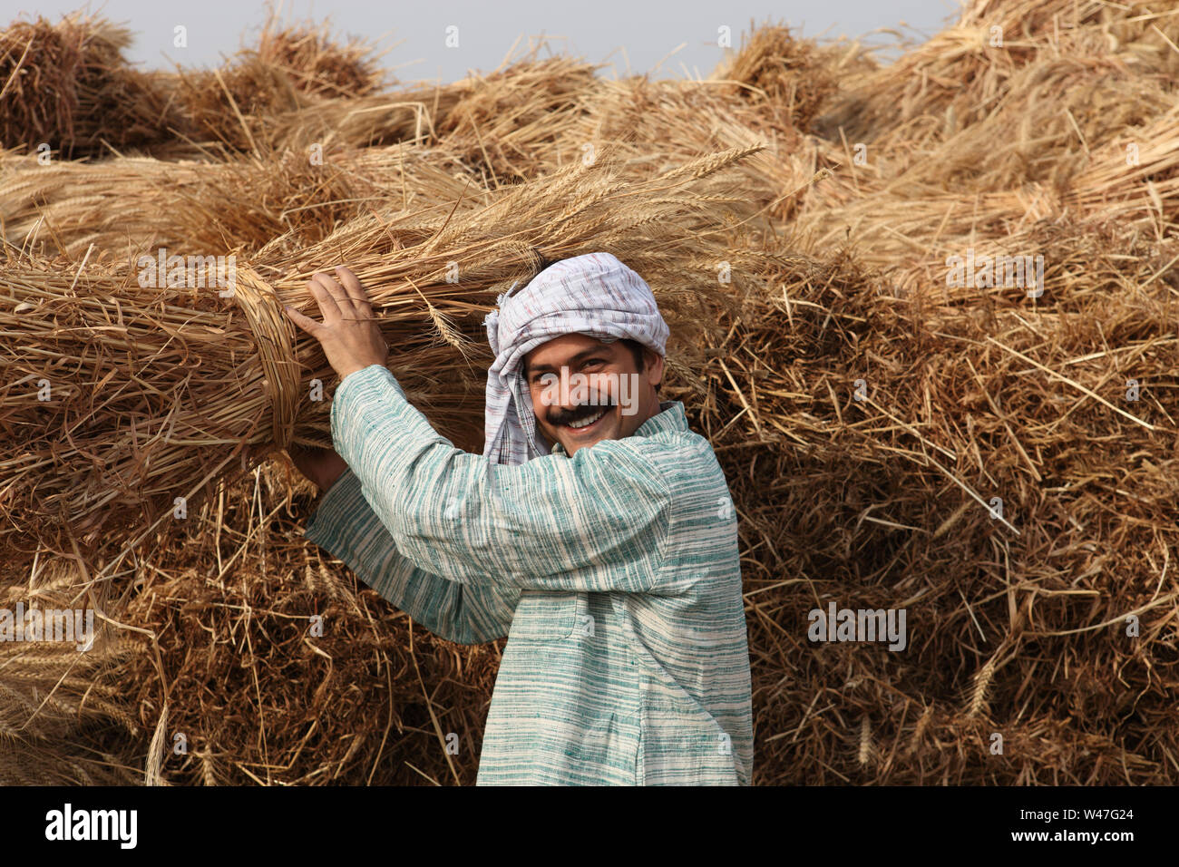Indian farmer carrying bundle of wheat crop in a field Stock Photo - Alamy