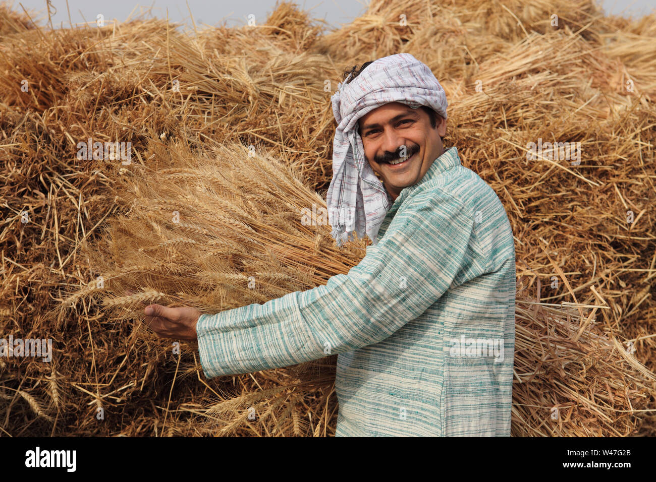 Farmer carrying bundle of wheat crop in a field Stock Photo - Alamy