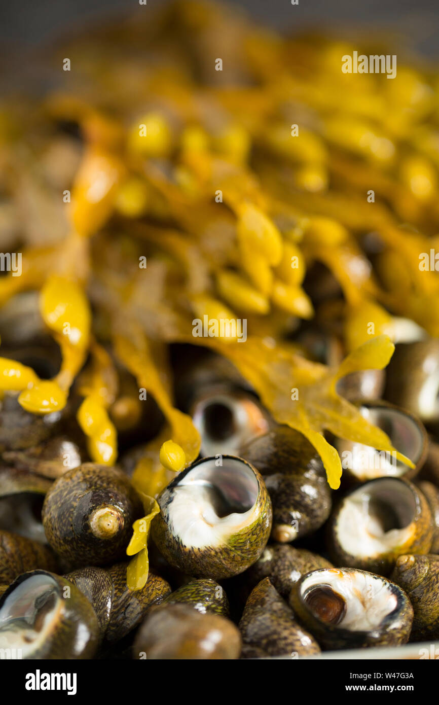 British marine snail hi-res stock photography and images - Alamy