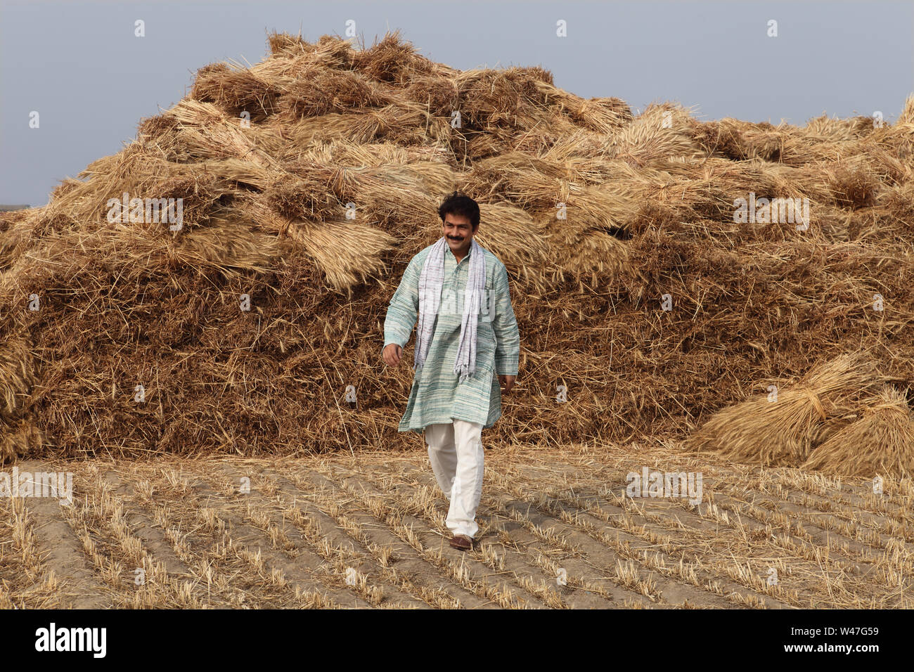 Farmer walking in harvested crop field Stock Photo - Alamy