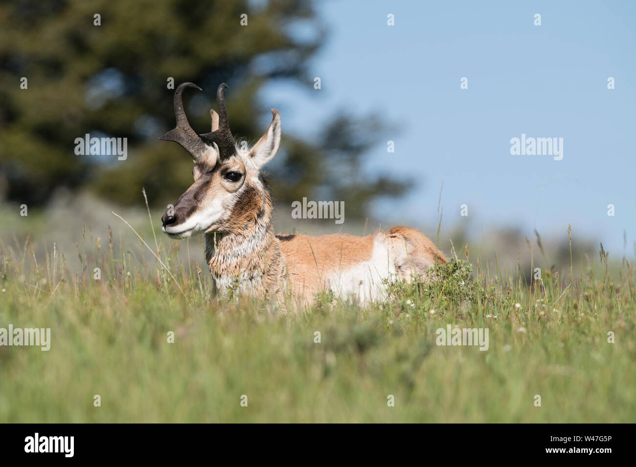 Pronghorn antelope buck hi-res stock photography and images - Alamy