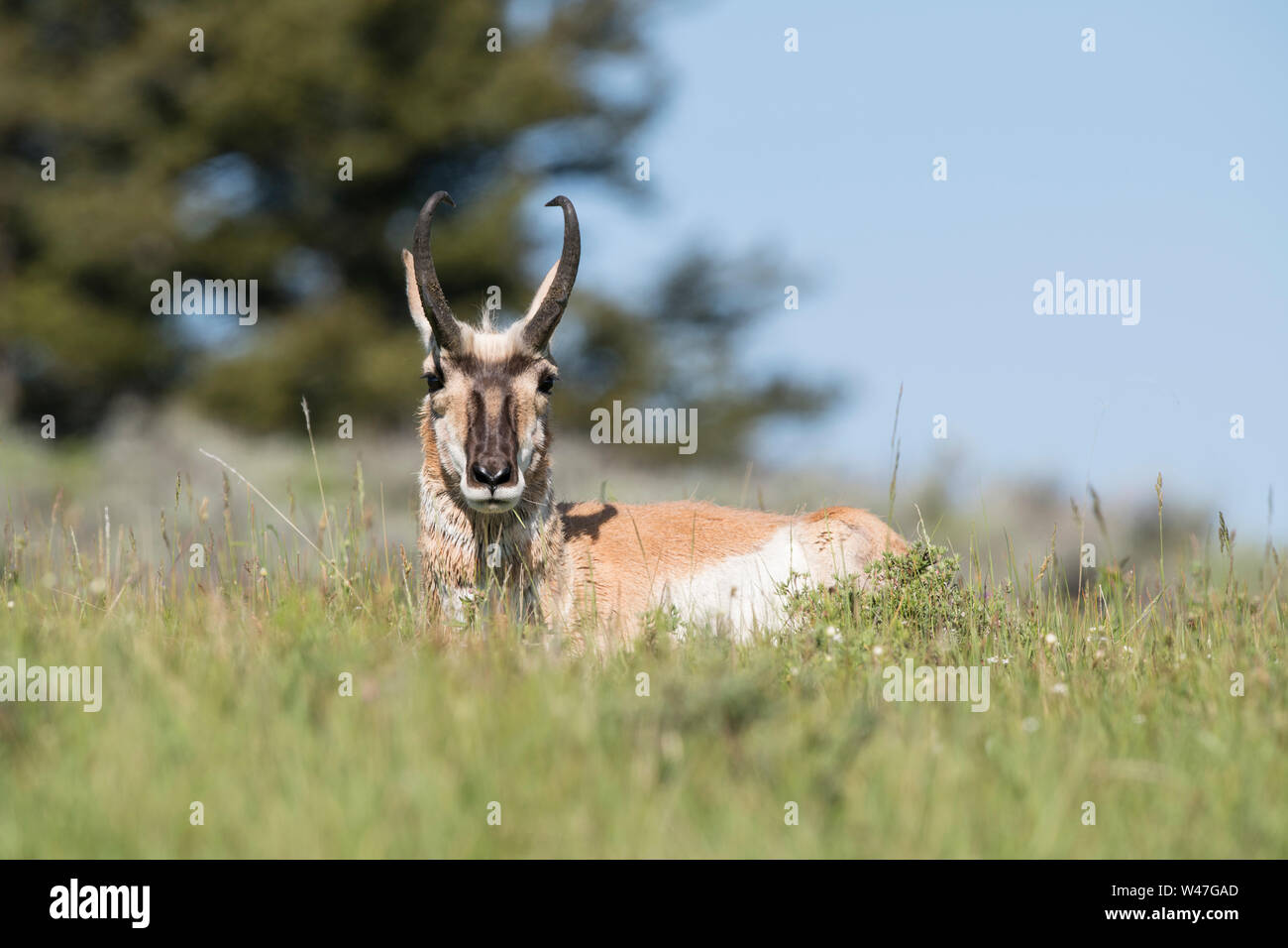 Pronghorn buck lying hi-res stock photography and images - Alamy