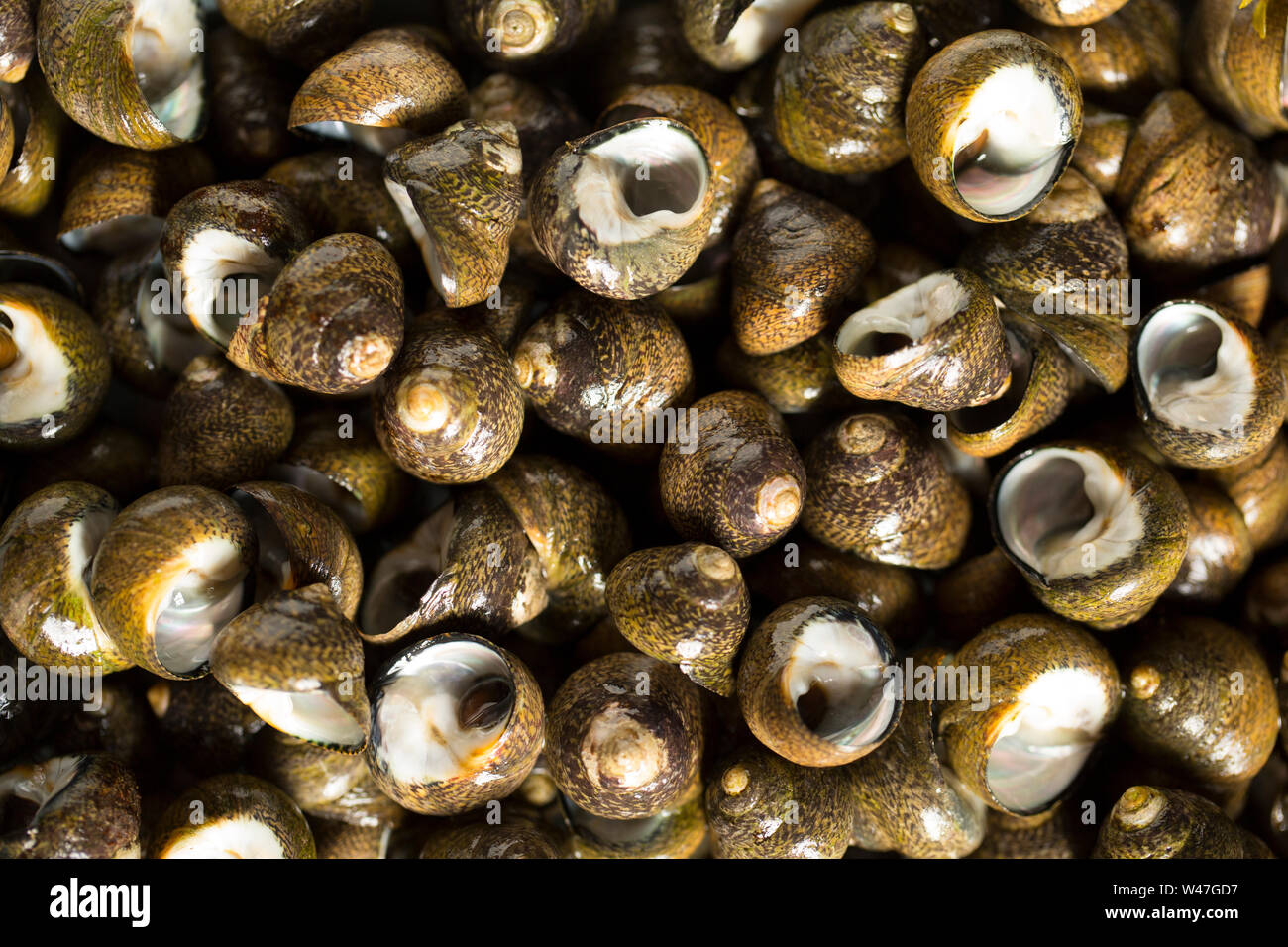 Thick top shell british isles hi-res stock photography and images - Alamy