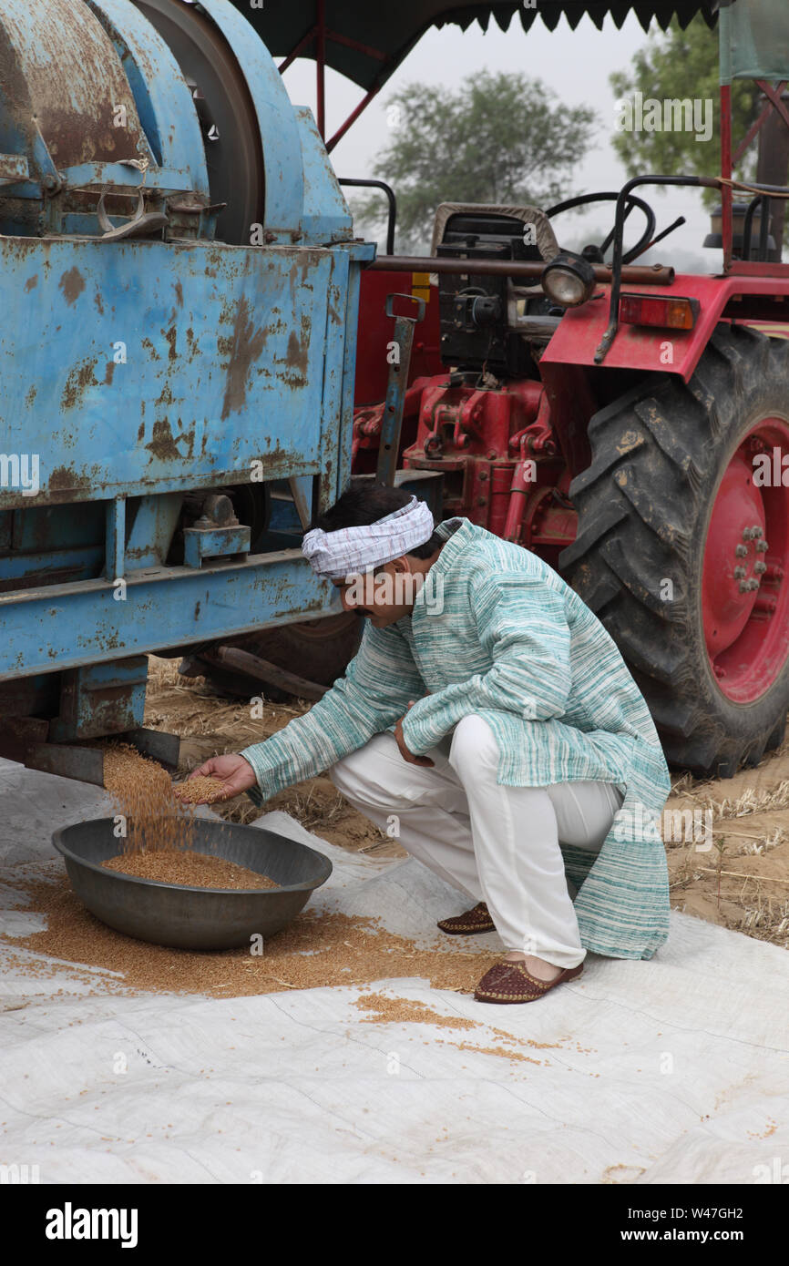 Collecting wheat grains hi-res stock photography and images - Alamy