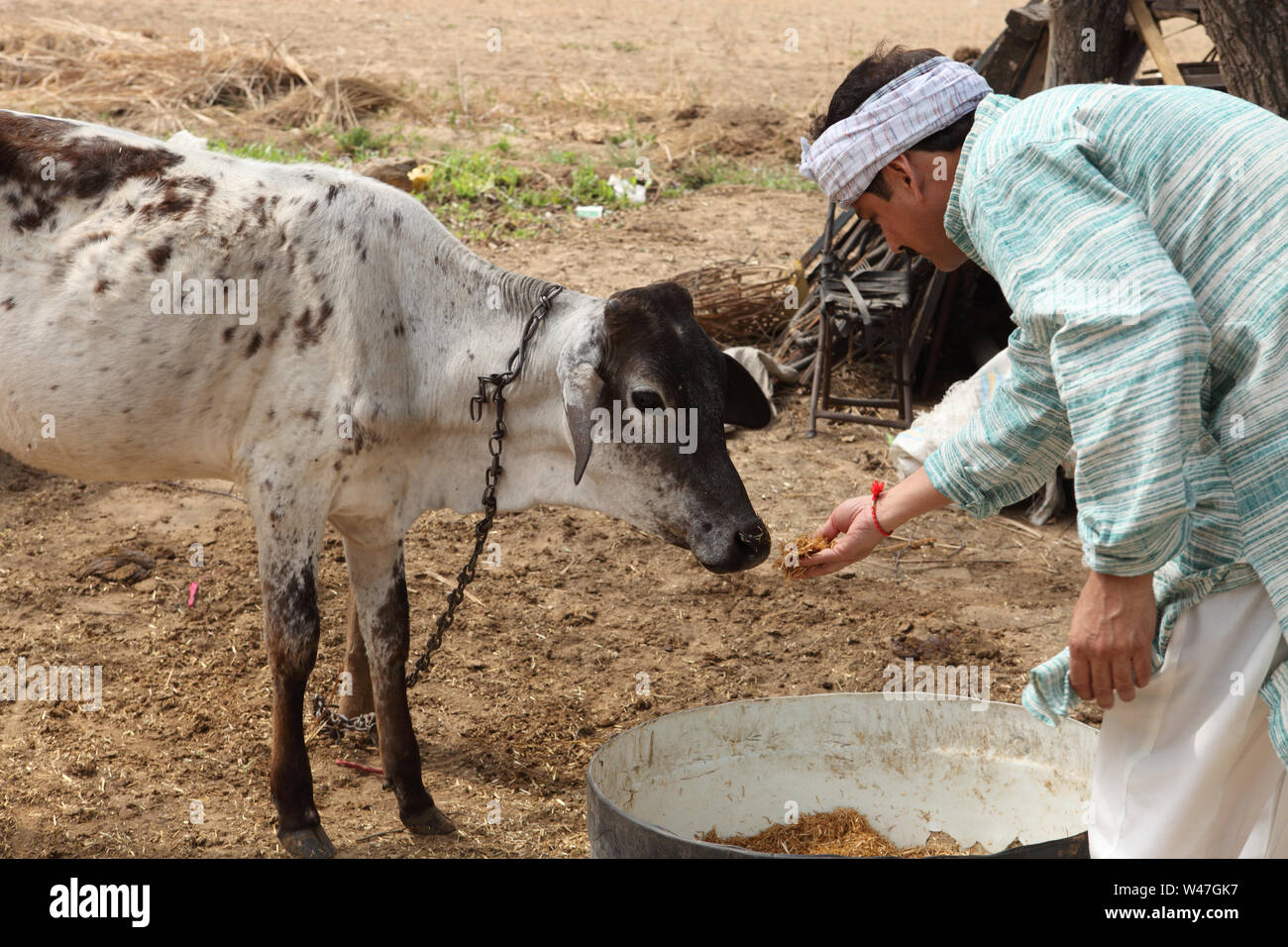 Farmer feeding a cow Stock Photo - Alamy