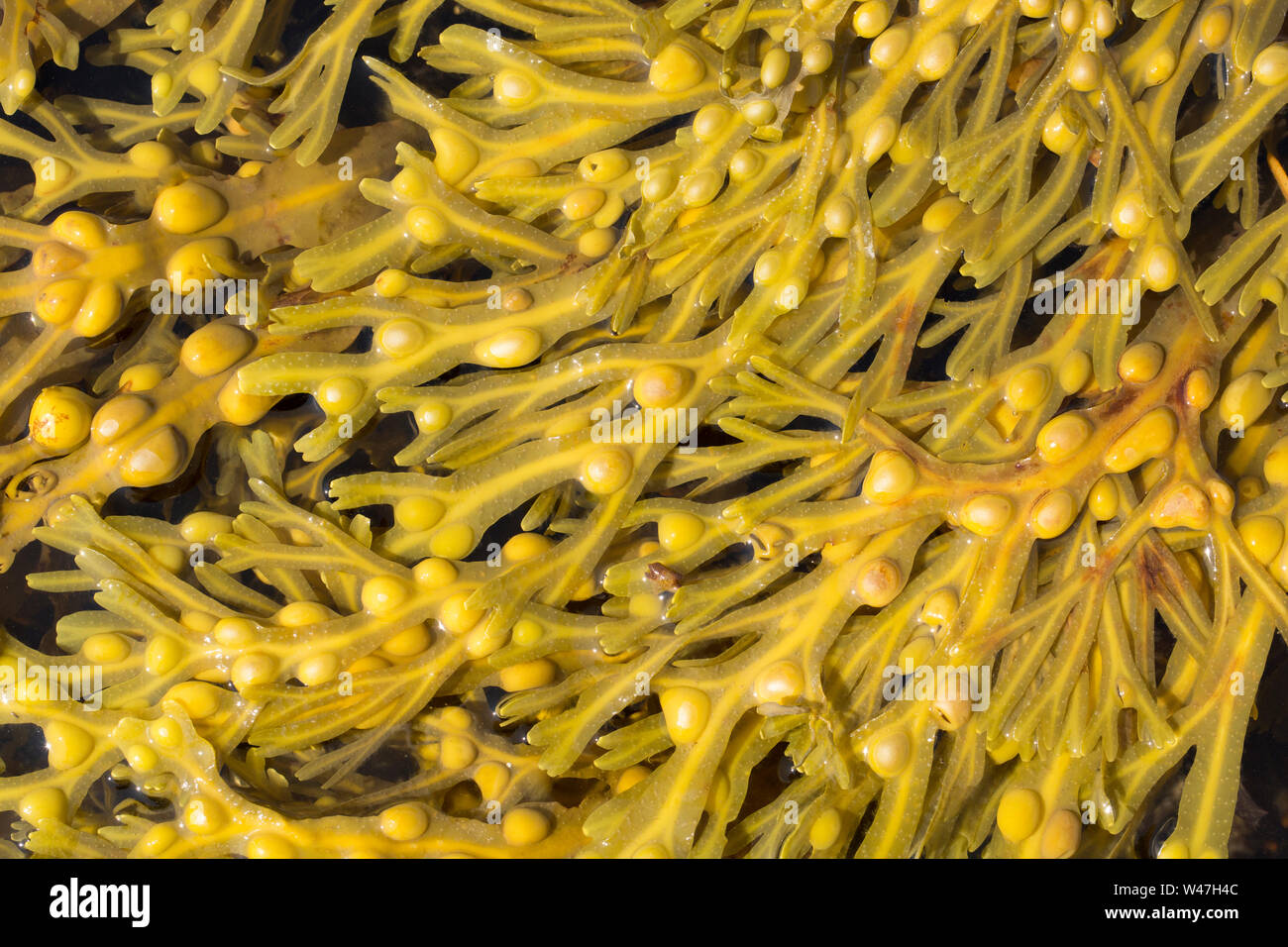 Bladder wrack seaweed hi-res stock photography and images - Alamy