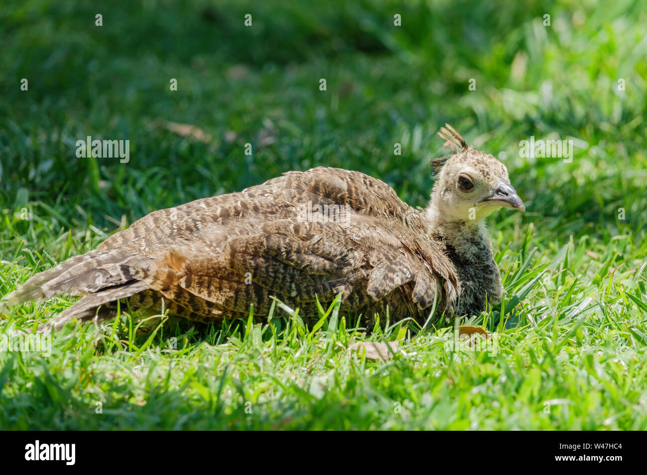 Baby Peacock High Resolution Stock Photography and Images - Alamy