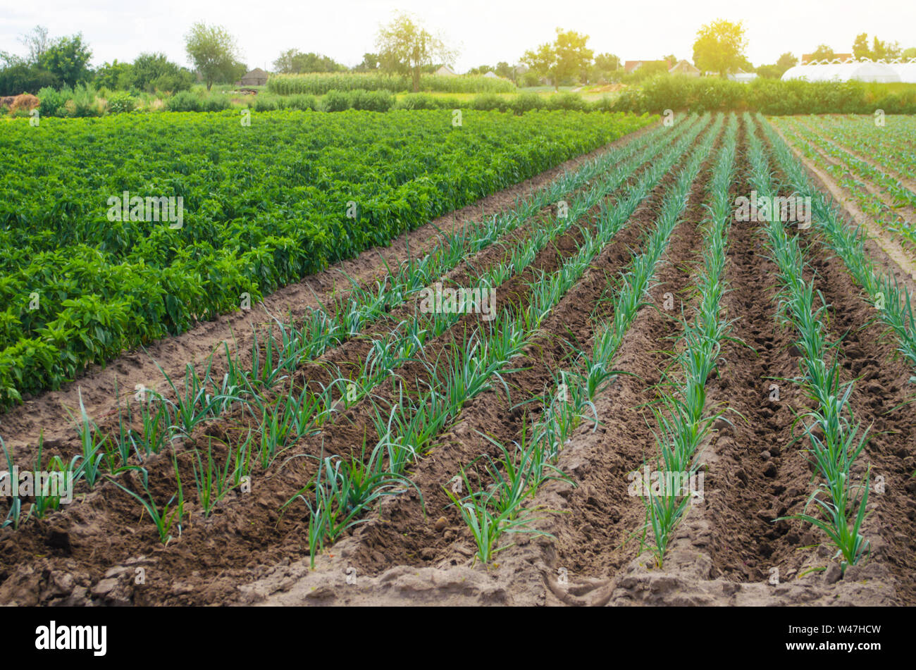 A field of young green leek plantations. Growing vegetables on the farm ...