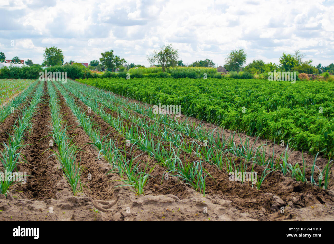 A field of young green leek plantations. Growing vegetables on the farm ...