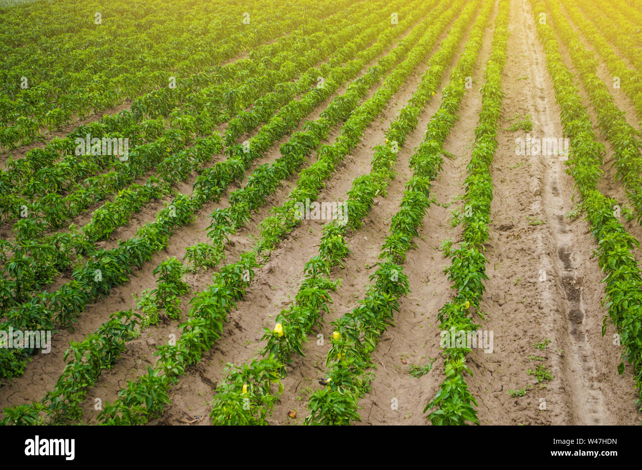 Plantations of sweet Bulgarian bell pepper. Farming and agriculture ...