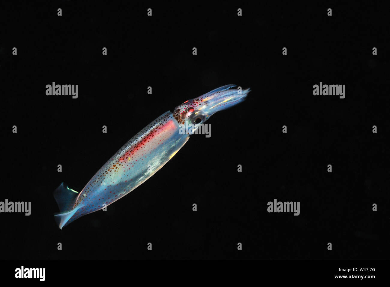 Bright squid is swimming in the night, blackwater dive shot of a small ...