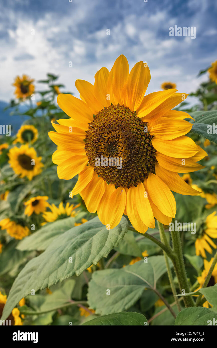 Sunny sunflower field hi-res stock photography and images - Alamy