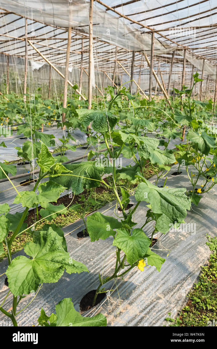 Big greenhouse hi-res stock photography and images - Alamy