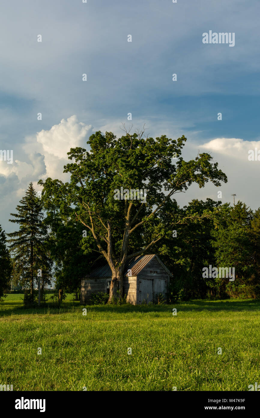 Wooden shed with overgrown tree in Illinois Stock Photo - Alamy
