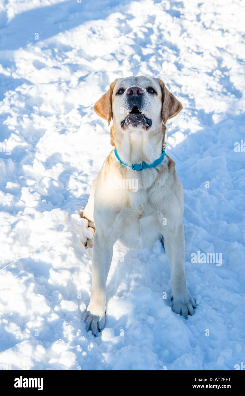 Lab christmas snow hi-res stock photography and images - Alamy