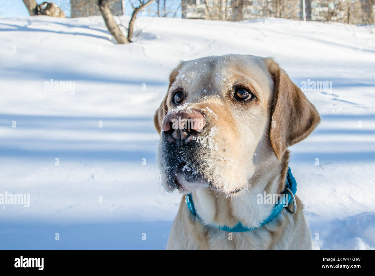 Labrador Retriever in the snow Stock Photo - Alamy