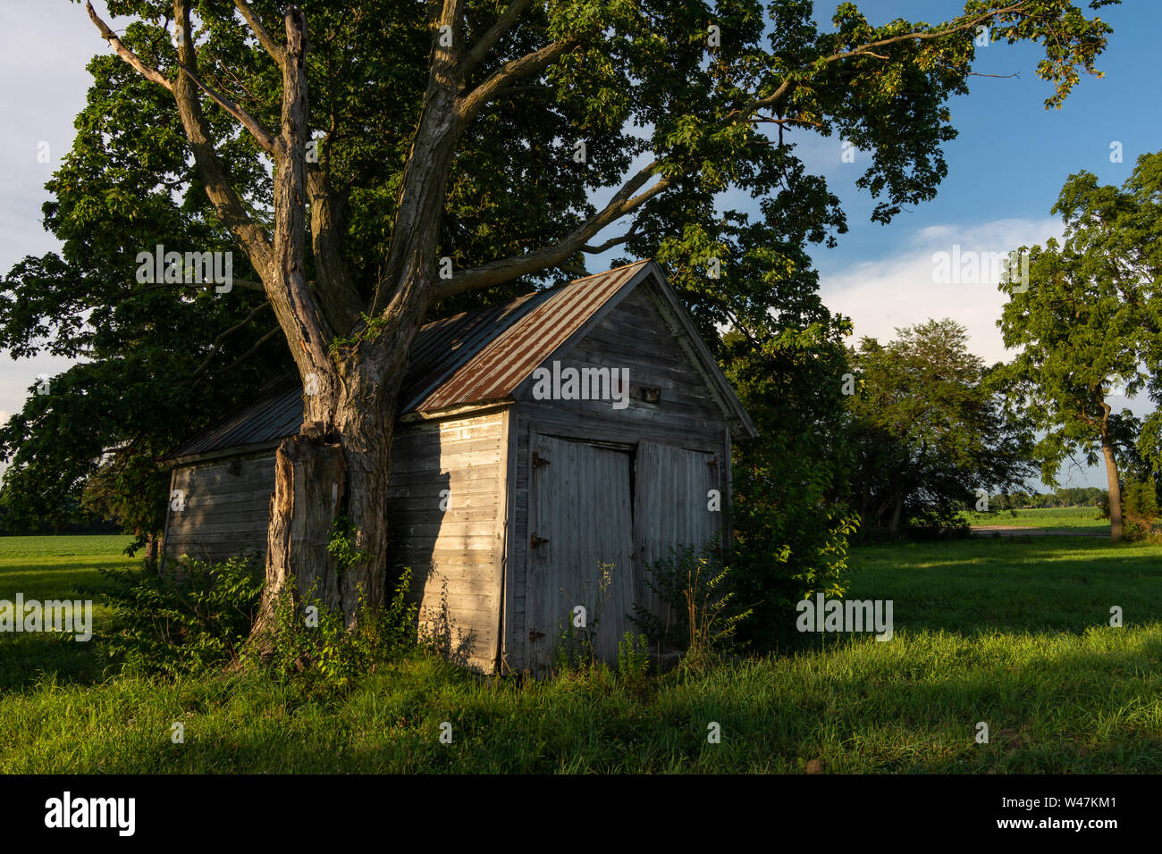 Wooden shed with overgrown tree in Illinois Stock Photo - Alamy