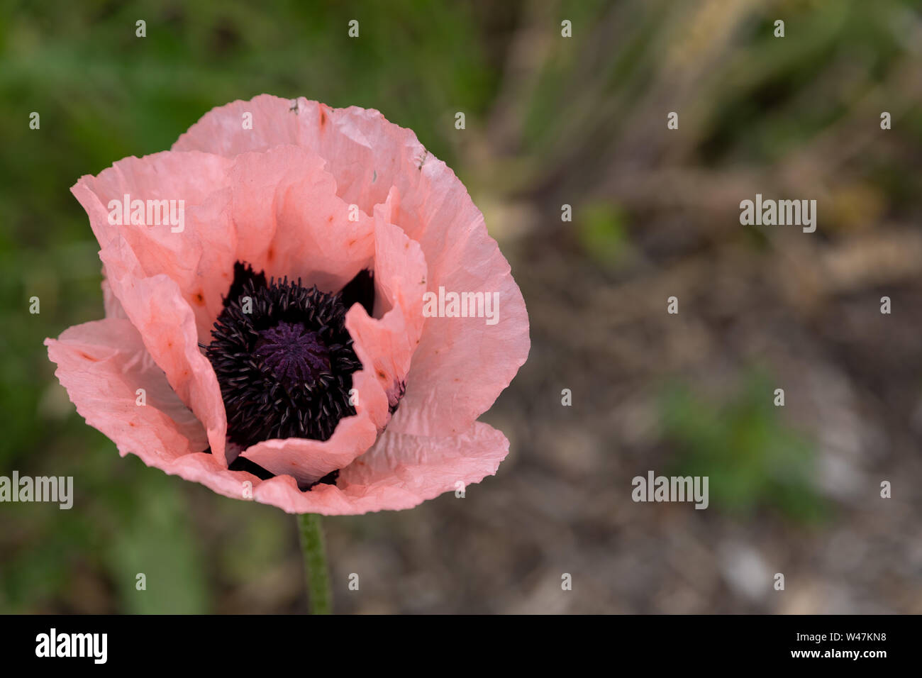 Pastel coral hi-res stock photography and images - Alamy