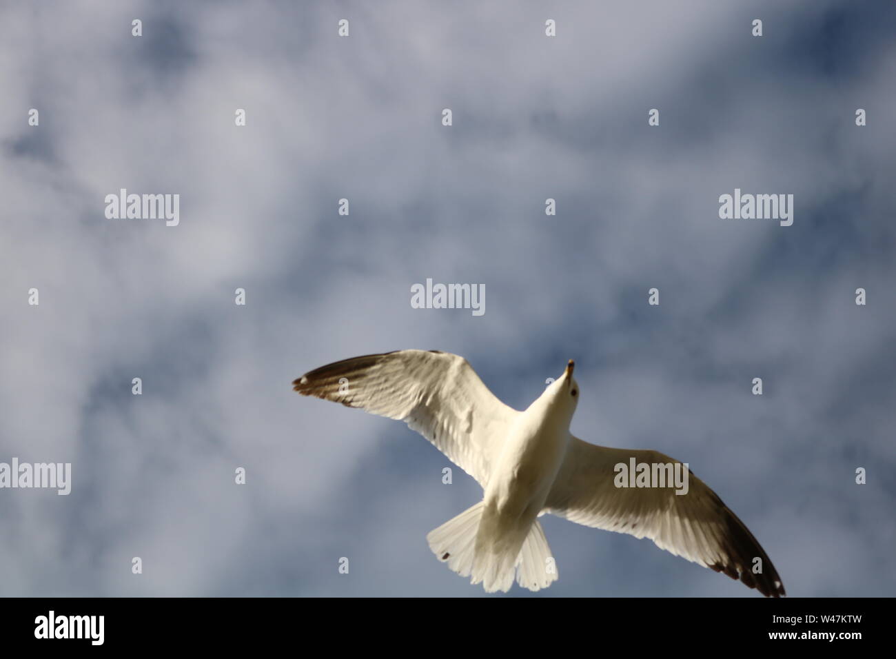 seagull flying overhead Stock Photo - Alamy