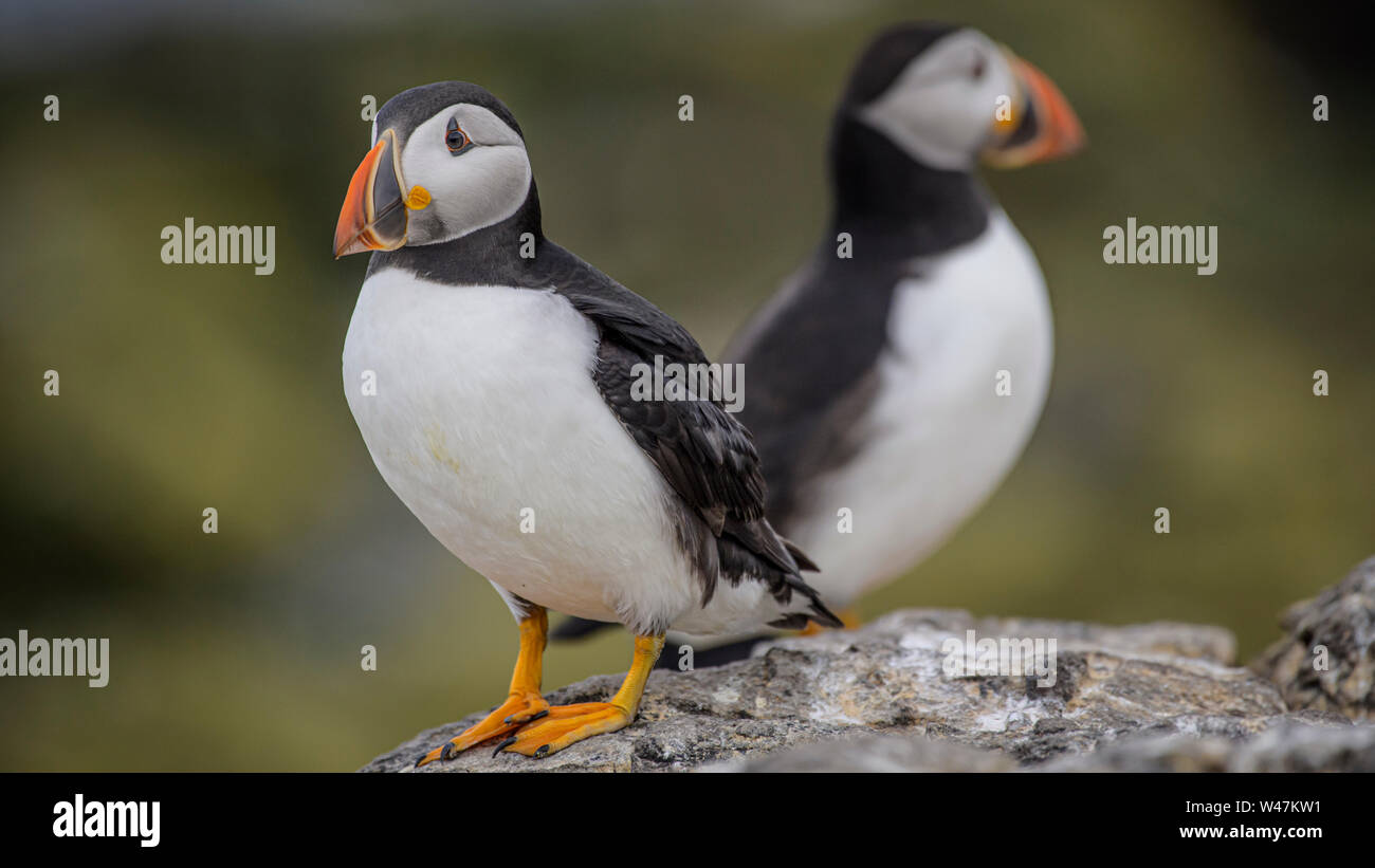 Puffins on Staple Island (Farne Islands) July 2019 Stock Photo - Alamy