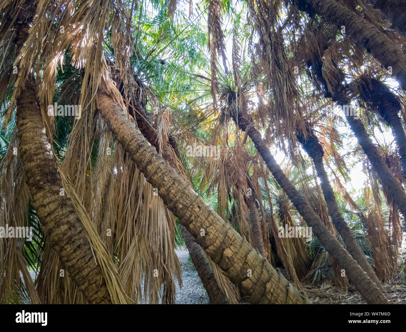 Arcadia california palm hi-res stock photography and images - Alamy
