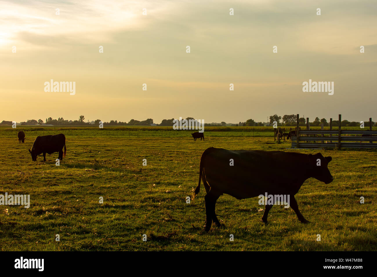 Midwest dairy cattle hi-res stock photography and images - Alamy