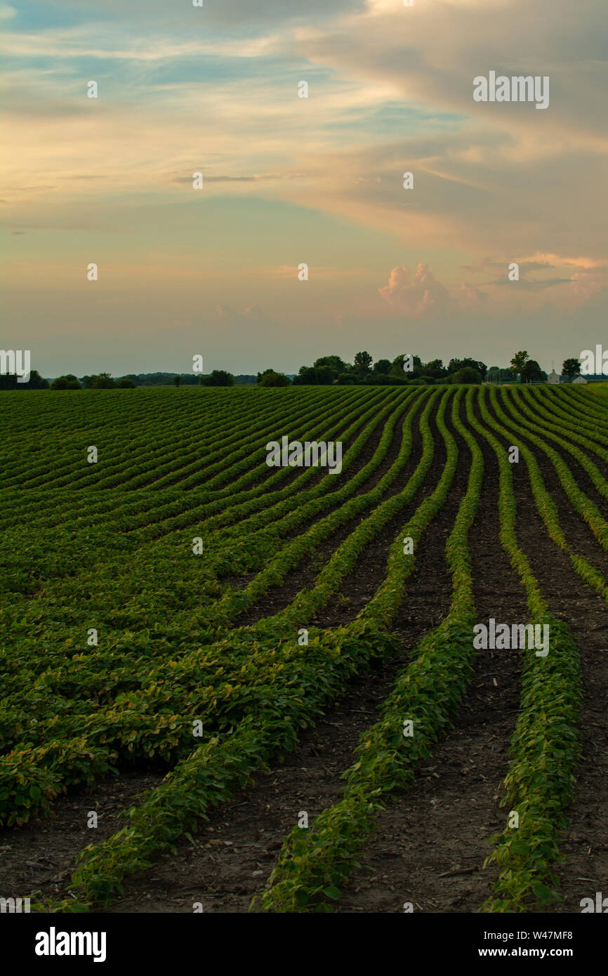 sunset over the soybean fields in rural illinois on a beautiful summer ...