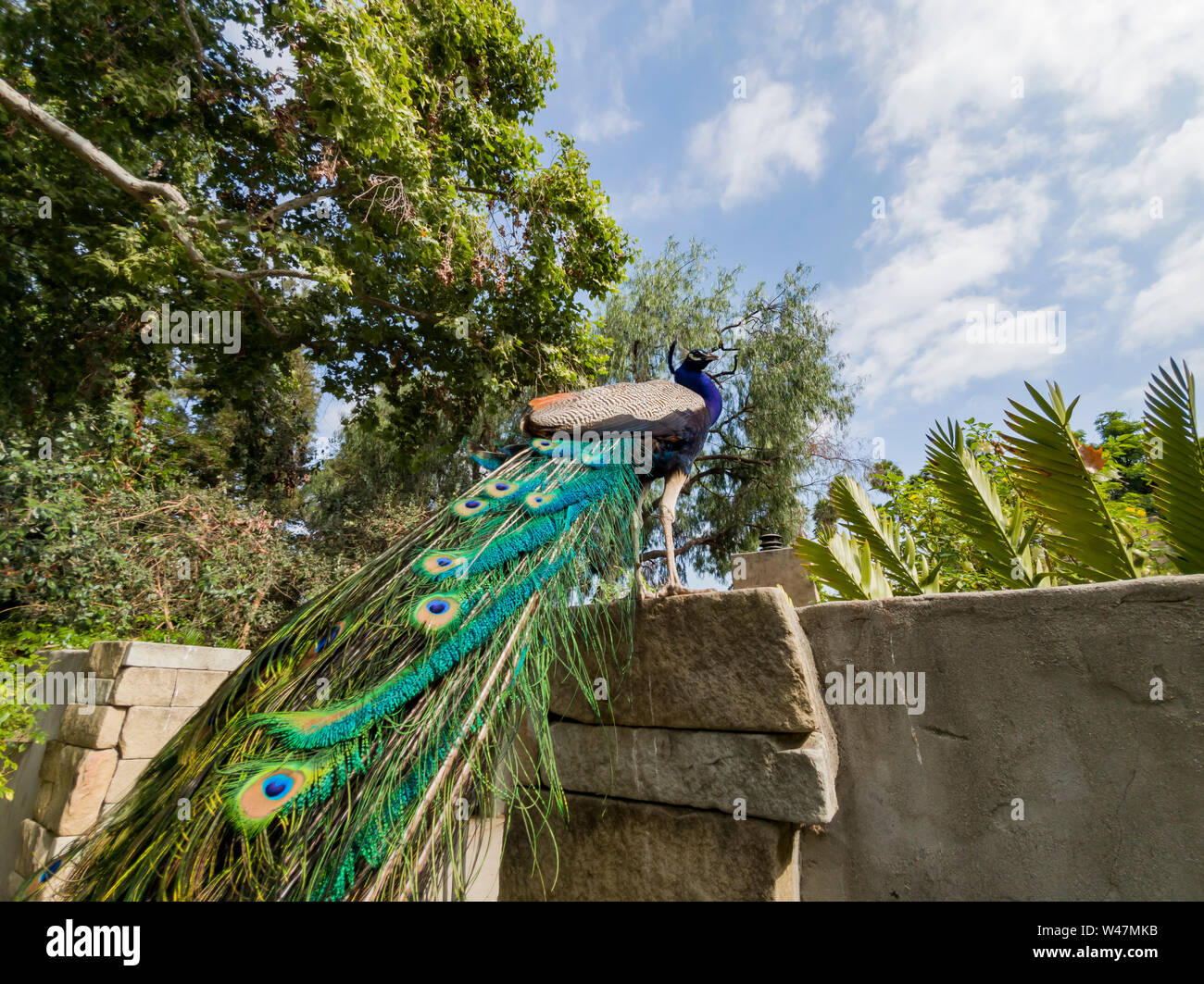 Male Peacock walking around at Los Angeles, California Stock Photo - Alamy