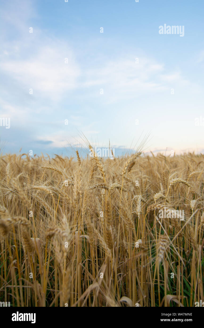 Wheat field in rural Midwest as the sun sets. LaSalle County, Illinois ...