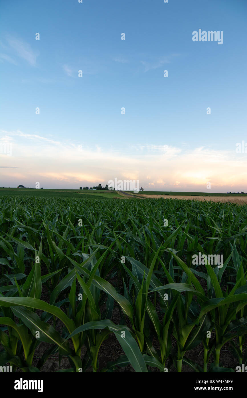 Corn fields illinois hi-res stock photography and images - Alamy