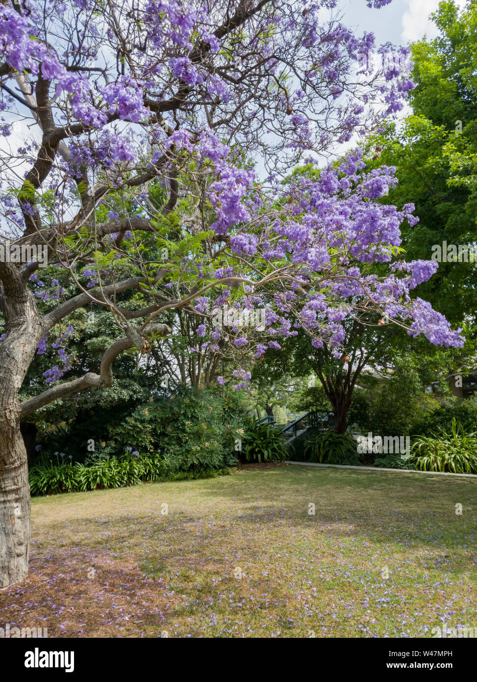 Beautiful Jacaranda Trees blossom at Los Angeles County Arboretum ...