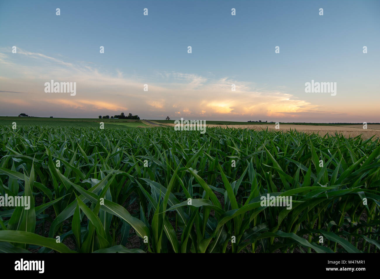 Corn fields illinois hi-res stock photography and images - Alamy