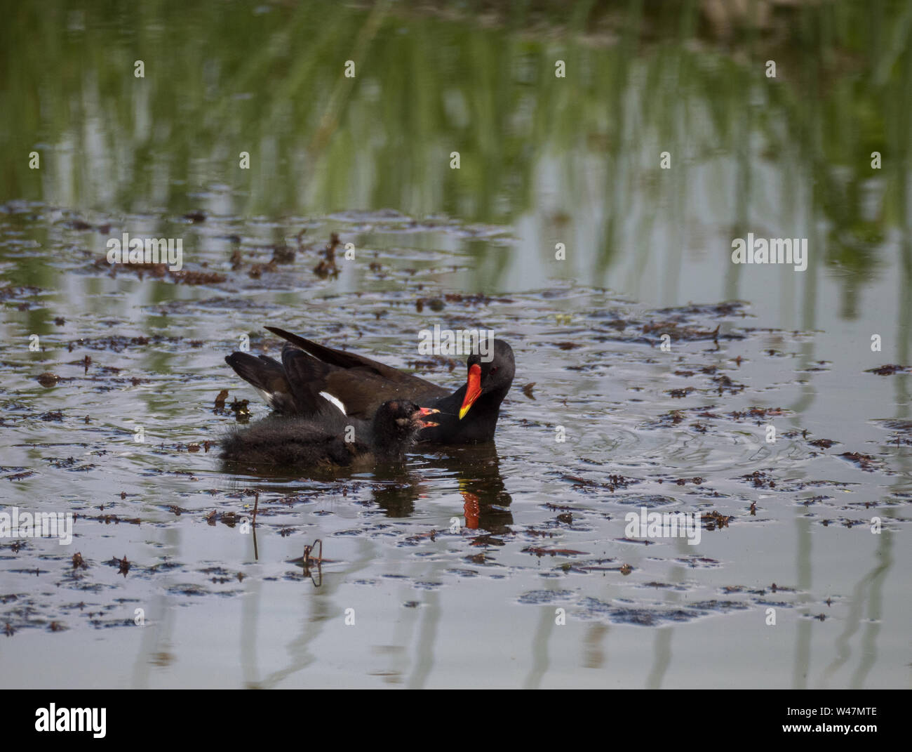 Kiss feeding hi-res stock photography and images - Alamy