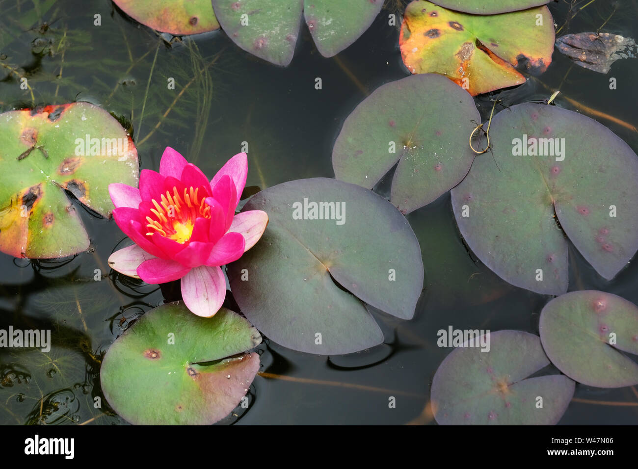 Single water lily flower in a garden pond - John Gollop Stock Photo - Alamy