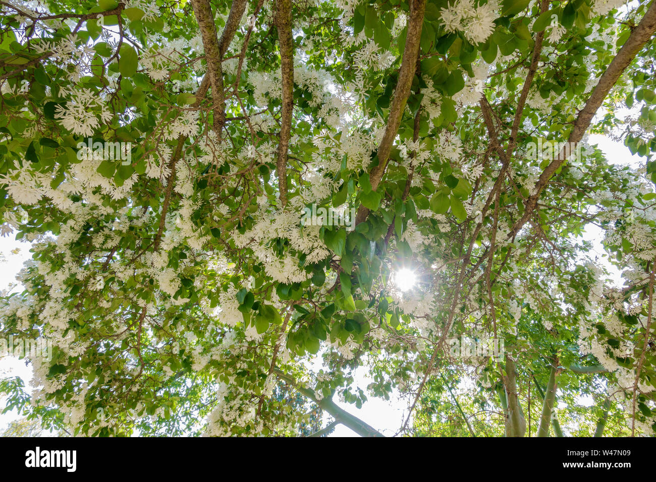 Chionanthus virginicus white fringetree hi-res stock photography and ...