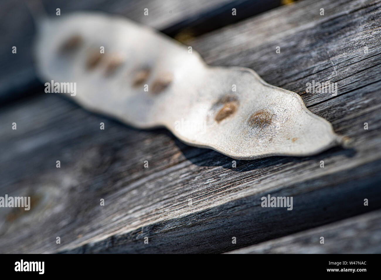 Flat seed pod hi-res stock photography and images - Alamy