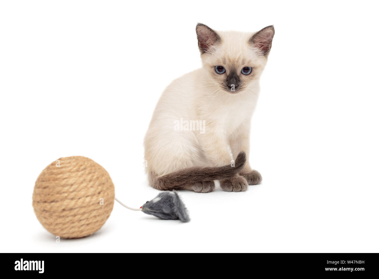 Little Siamese kitten playing with toy, isolated on white background ...