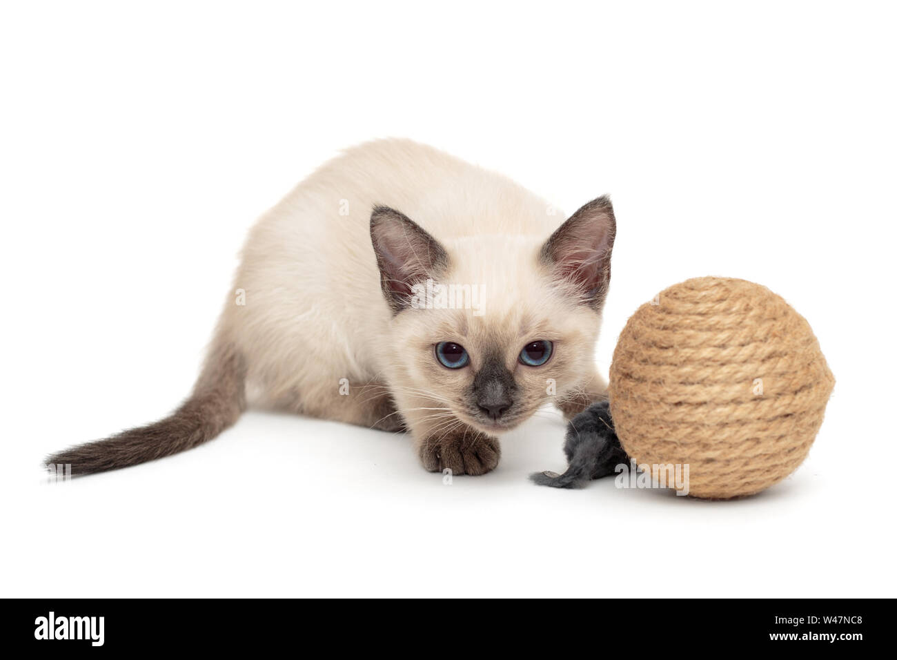 Little Siamese kitten playing with toy, isolated on white background ...