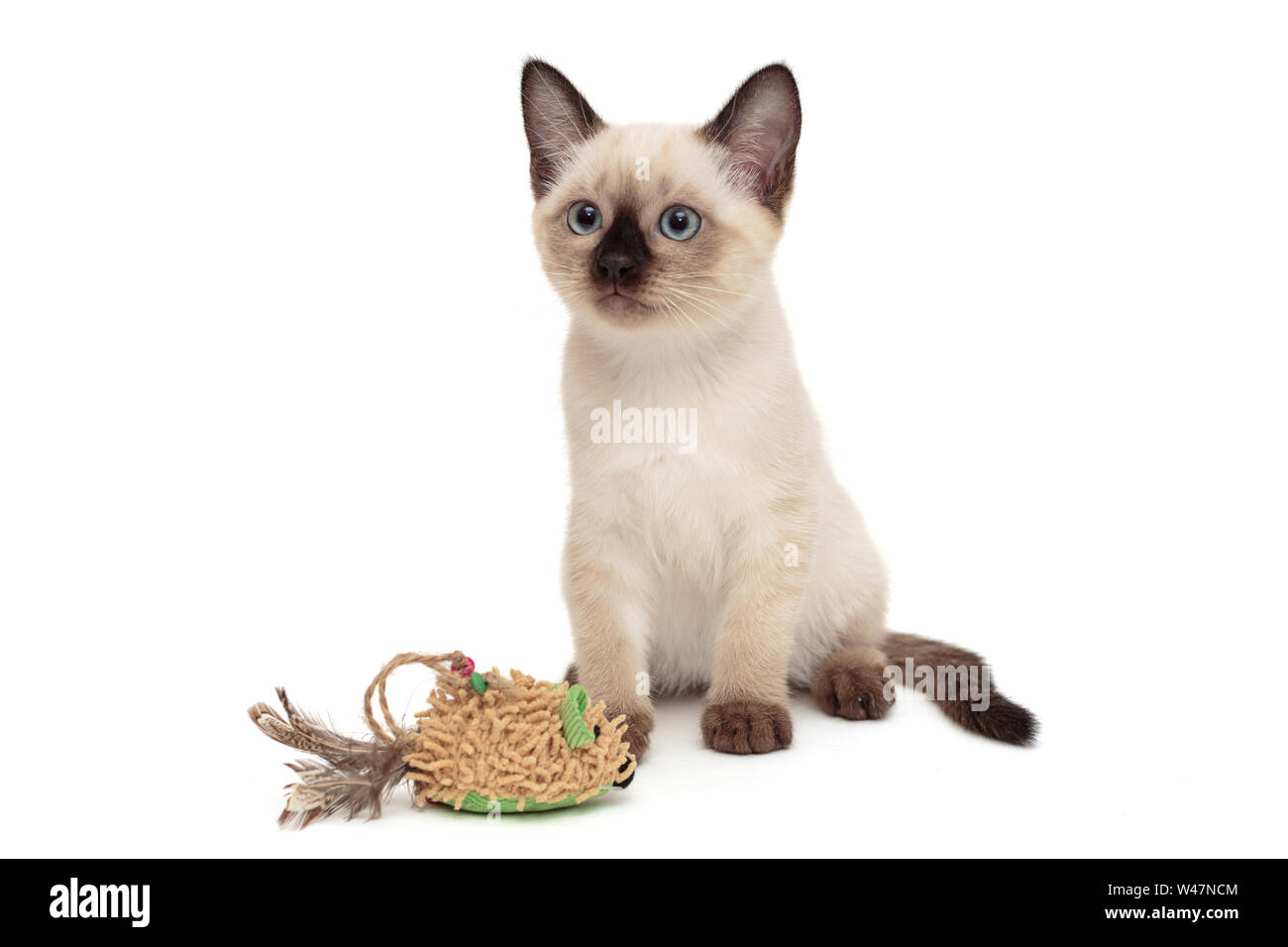 Little Siamese kitten playing with toy, isolated on white background ...