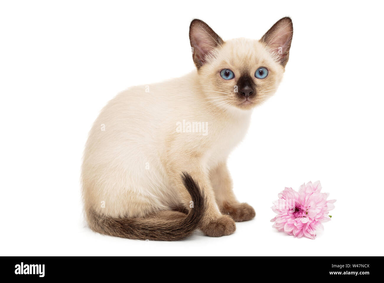 Small Siamese kitten and pink flower isolated on white background Stock ...