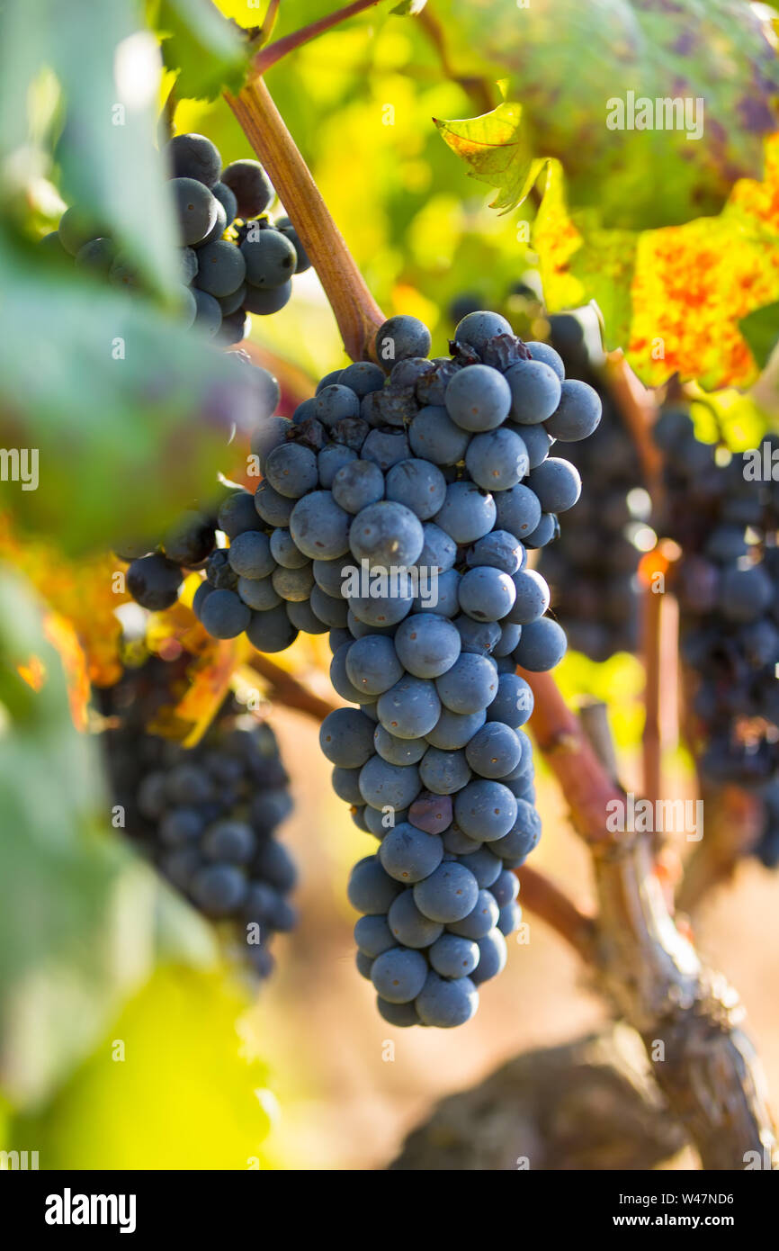 The branch of a vine with bunches of ripe grapes. Primitivo is a grape ...
