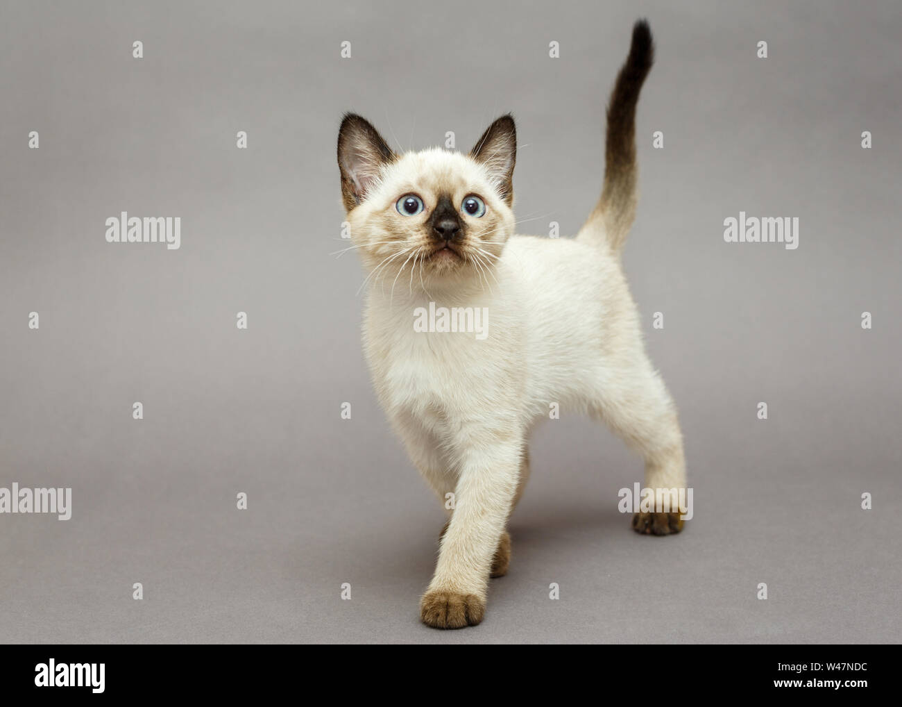Little funny Siamese kitten on grey background Stock Photo - Alamy