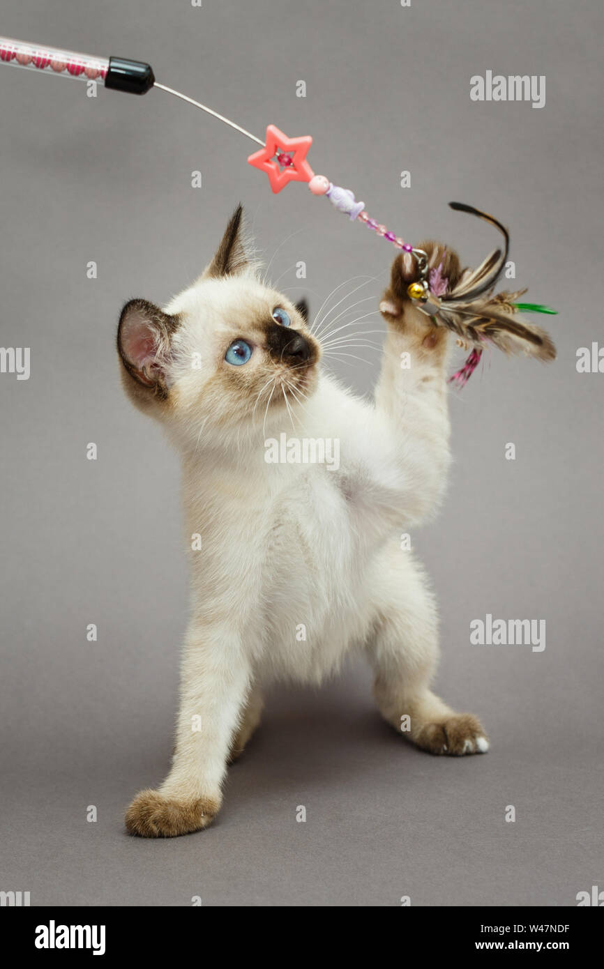 Siamese cat toy hi-res stock photography and images - Alamy