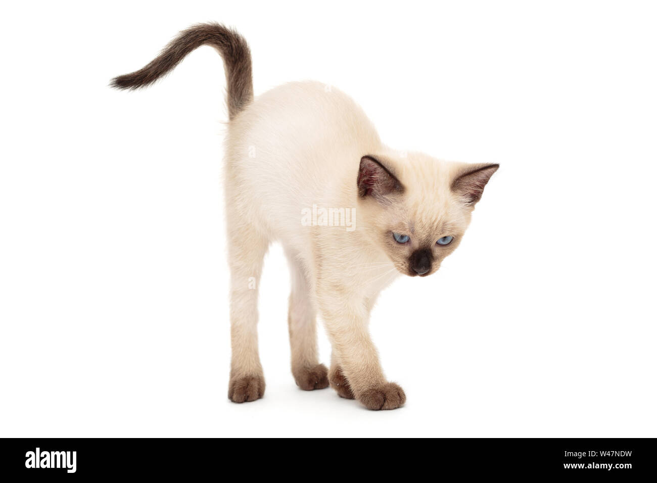 Cat arched back Cut Out Stock Images & Pictures - Alamy