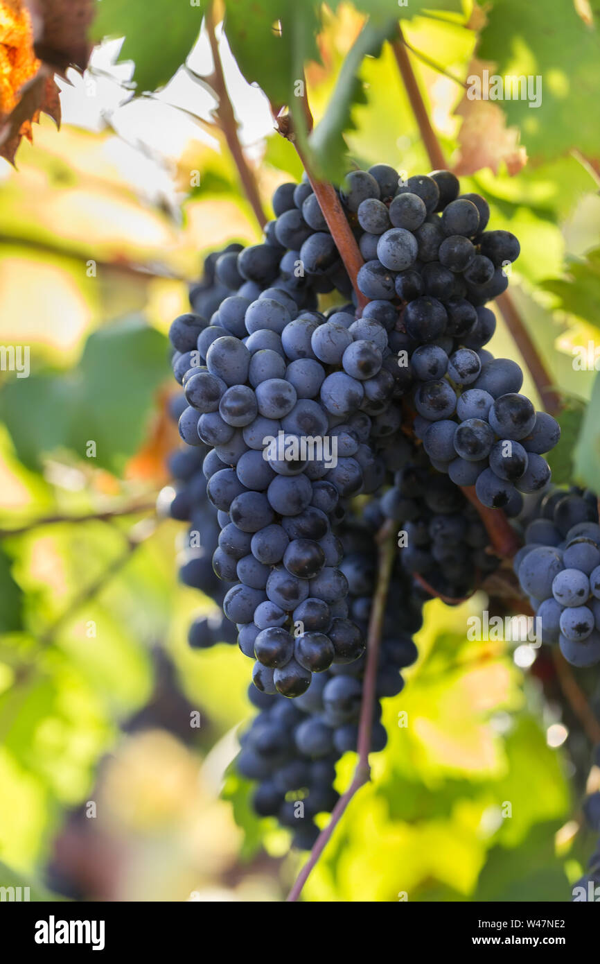 The branch of a vine with bunches of ripe grapes. Primitivo is a grape ...