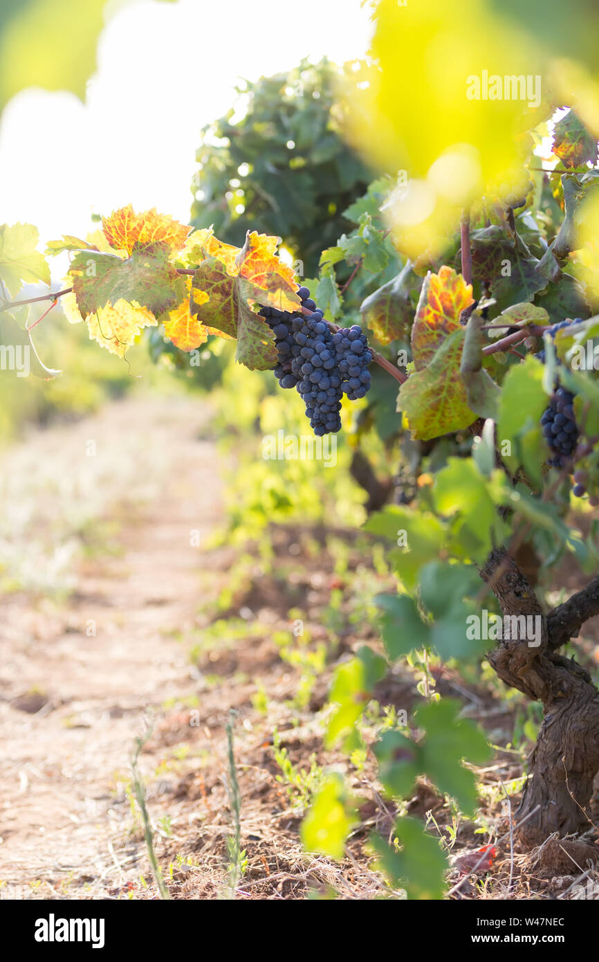 The branch of a vine with bunches of ripe grapes. Primitivo is a grape ...