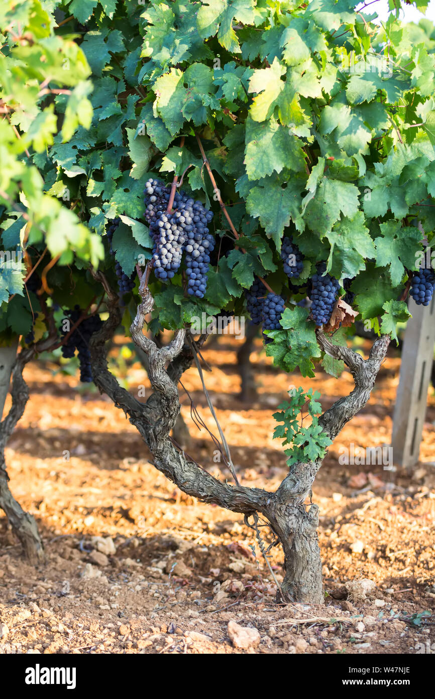 vine grapes on a branch, vertical Stock Photo - Alamy